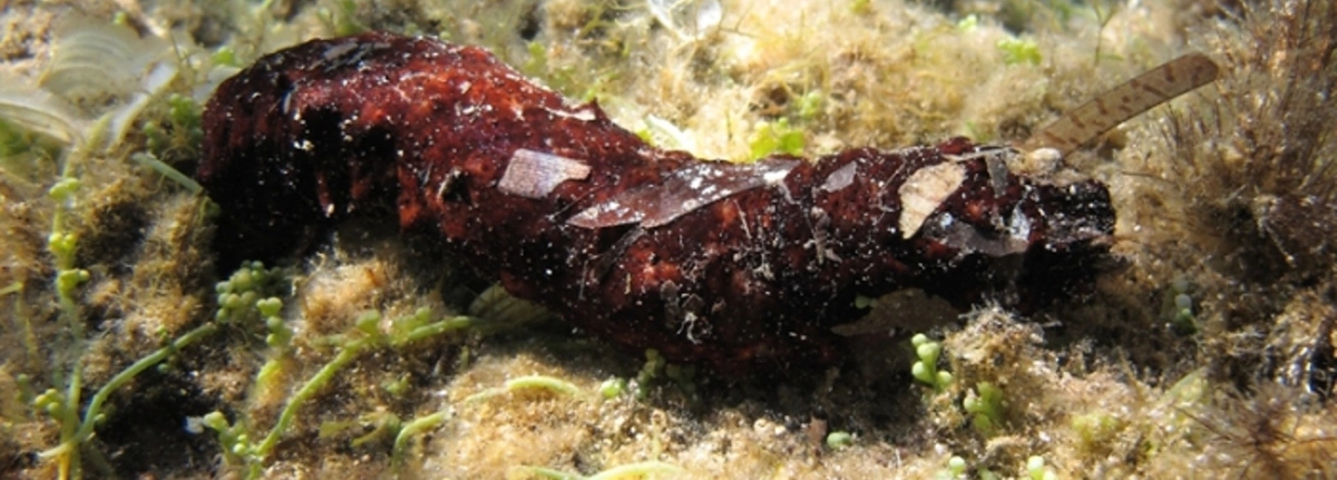 How the humble sea cucumber could transform fish farming | About ...